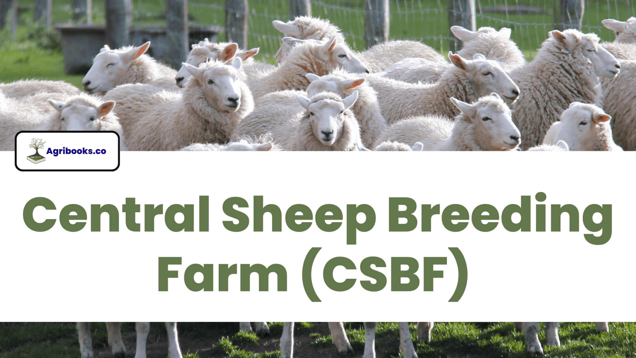 Central Sheep Breeding Farm scheme - Agri Books