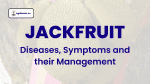 Jackfruit: Diseases, Symptoms and their Management - Agri Books