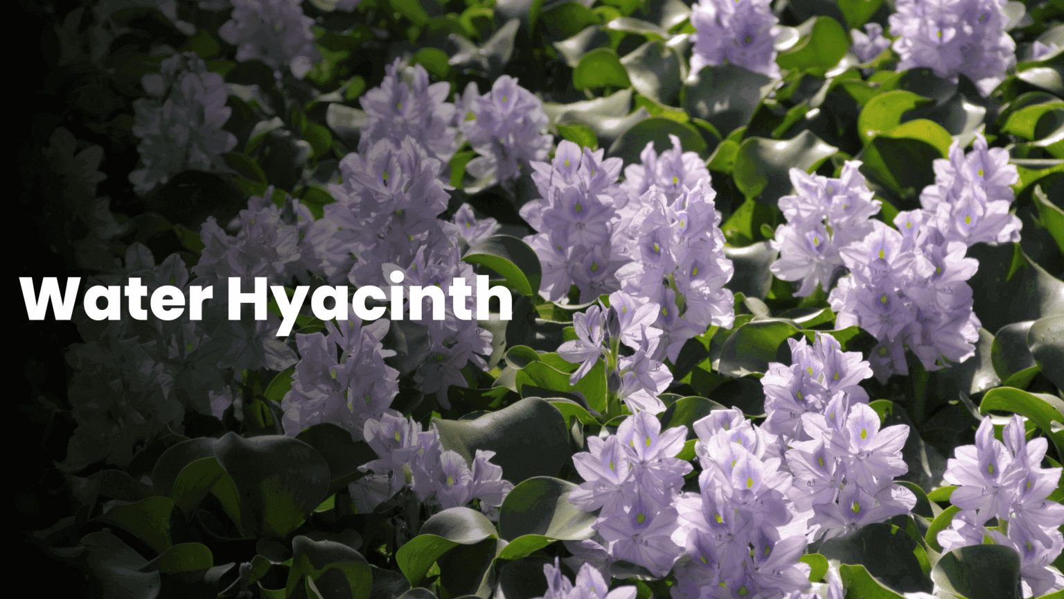 Terror of Bengal Water Hyacinth - Agri Books