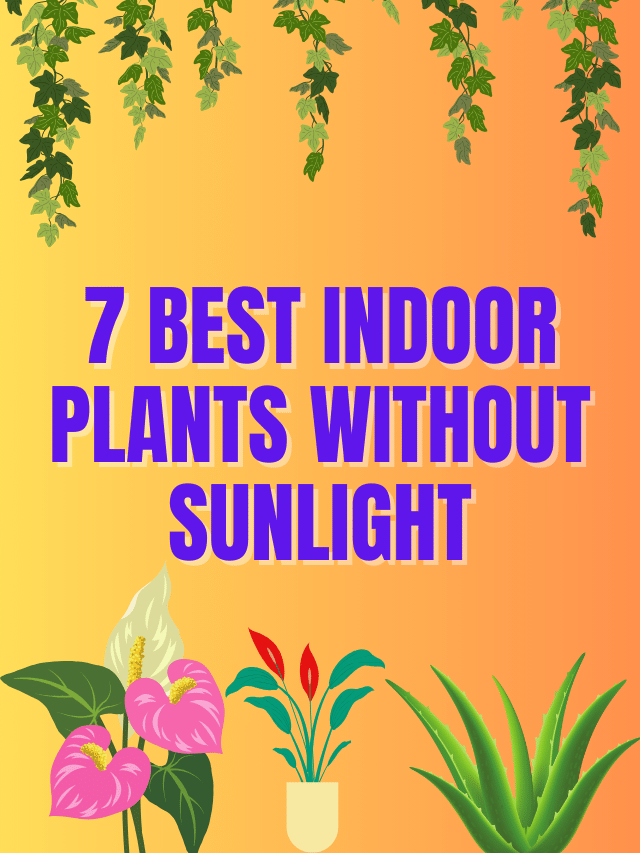 Best Indoor plants that grow without sunlight - Agri Books