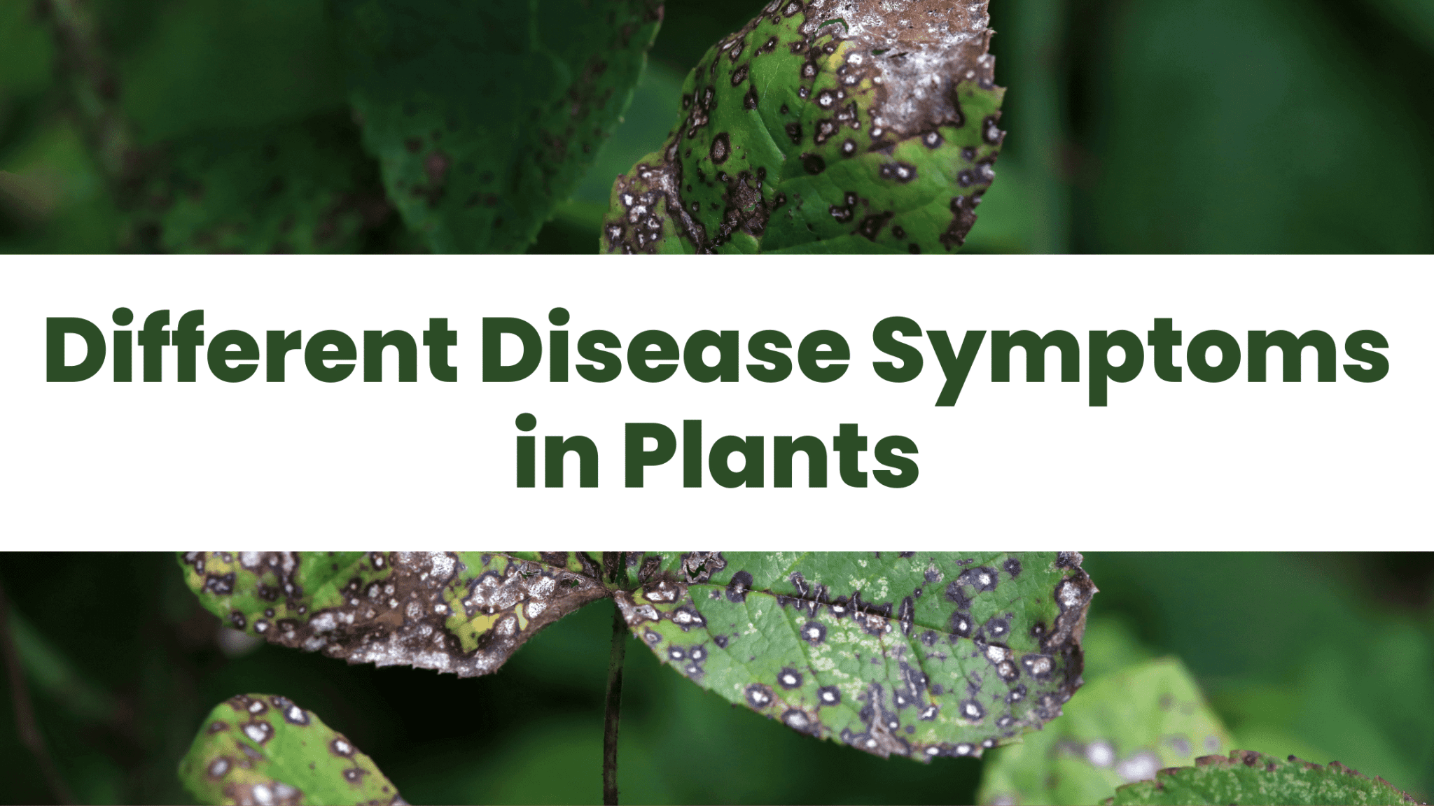Different Disease Symptoms in Plants - Agri Books